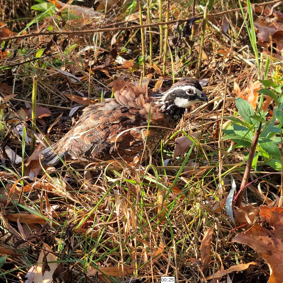 2026 Upland Game Bird Hunt / North Carolina, United States ...