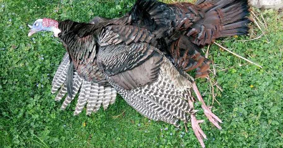 Hunting trips from Old Glory Hunting Preserve - BookYourHunt.com