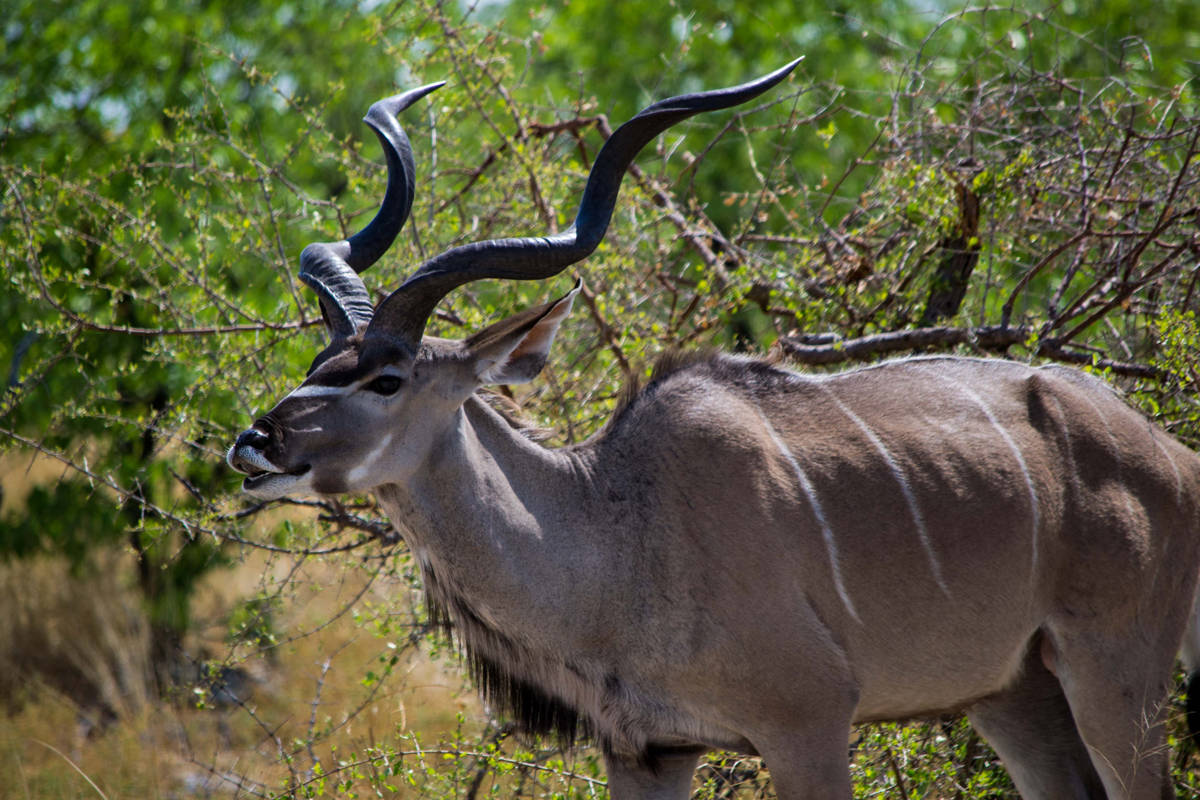 Exclusive Plains Game Package / Limpopo, South Africa - BookYourHunt.com