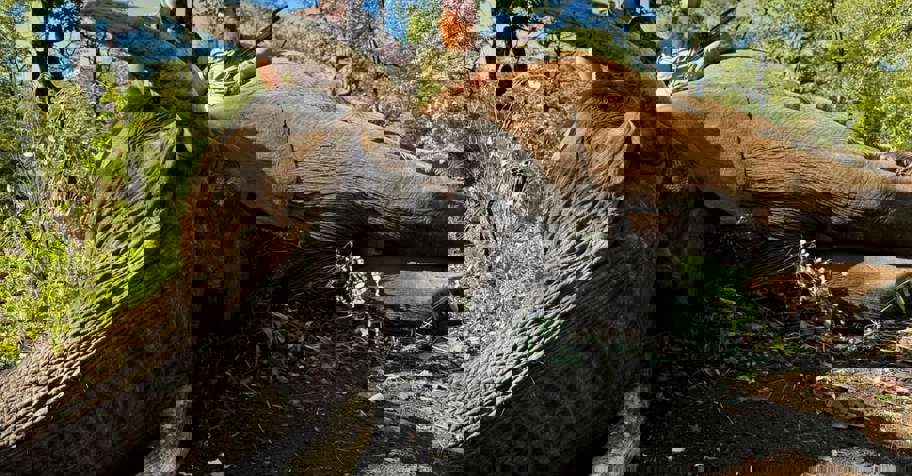 Elephant hunting trips - BookYourHunt.com