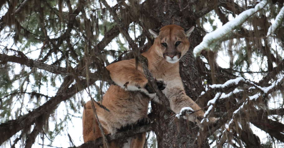 Mountain Lion hunting trips - BookYourHunt.com