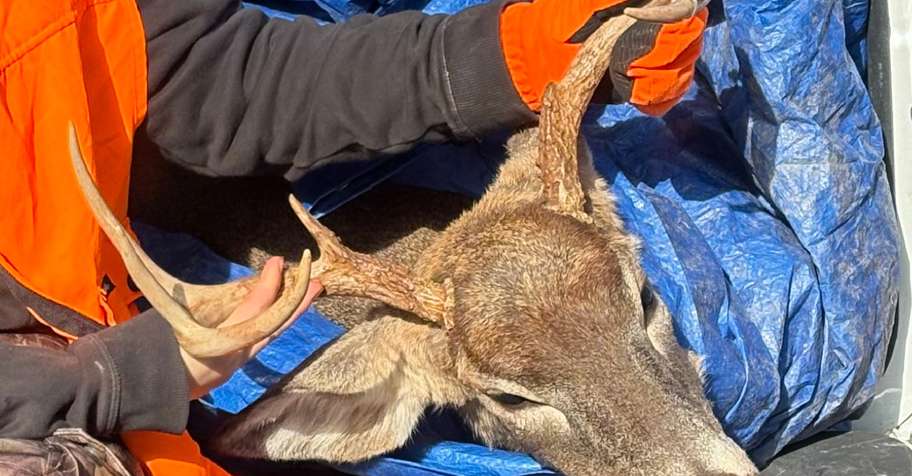 Hunting trips from Old Glory Hunting Preserve - BookYourHunt.com