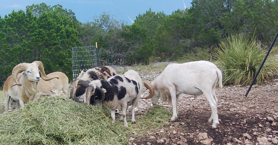 Texas Dall Sheep hunting trips - BookYourHunt.com