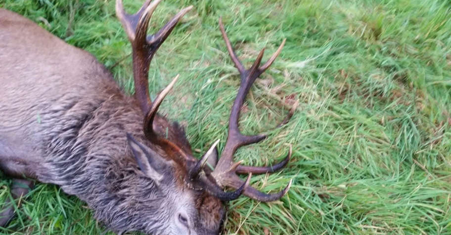 Ireland hunting trips - BookYourHunt.com