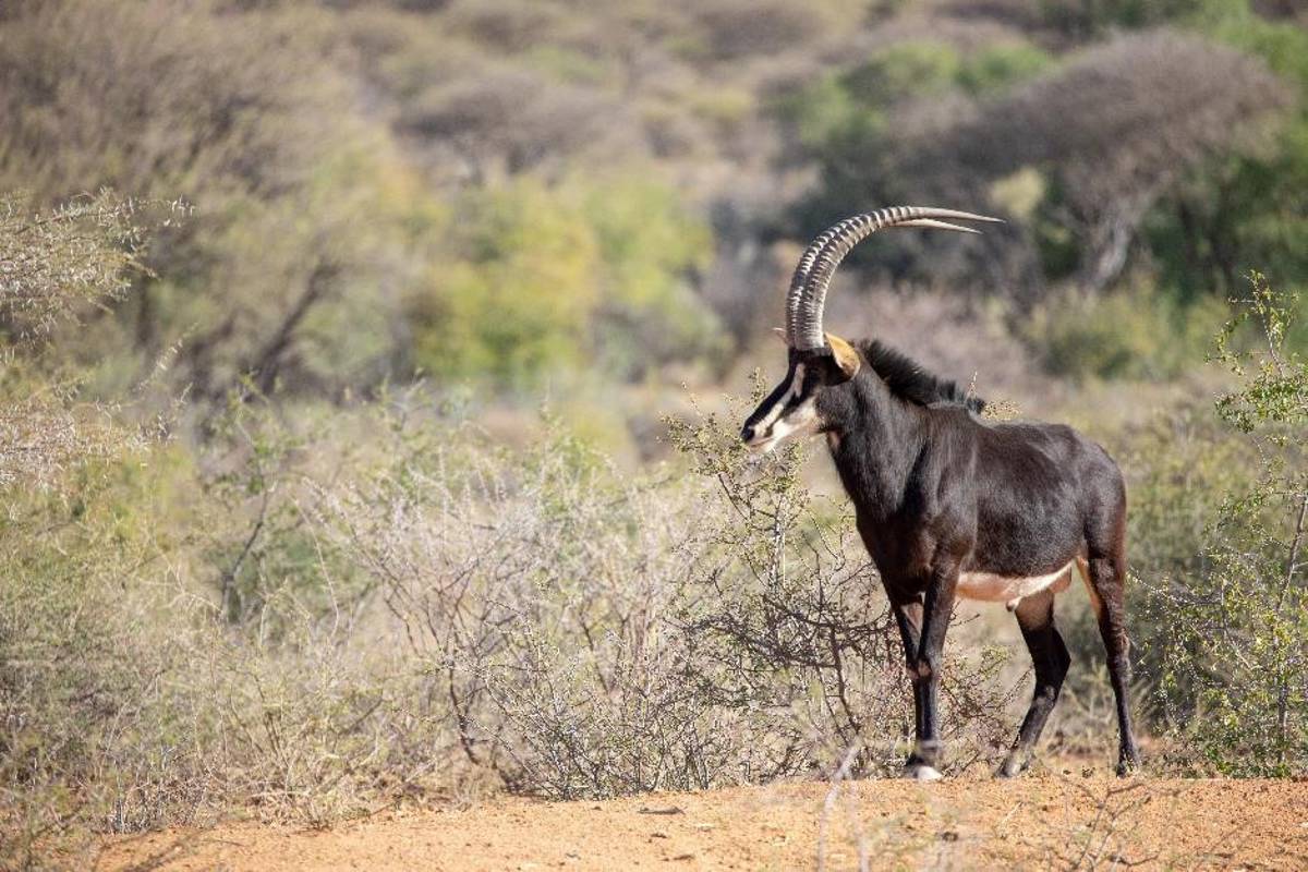 Royal Antelope / Limpopo, South Africa - BookYourHunt.com