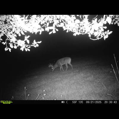 Western MA White Tail Hunt Fall 2025 / Massachusetts, United States ...