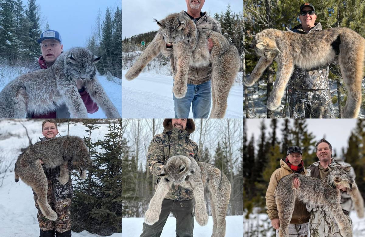 7 Day Lynx/Wolf Hunt 2026/2027 / British Columbia, Canada ...