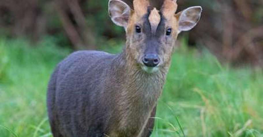 Muntjac Deer hunting trips - BookYourHunt.com