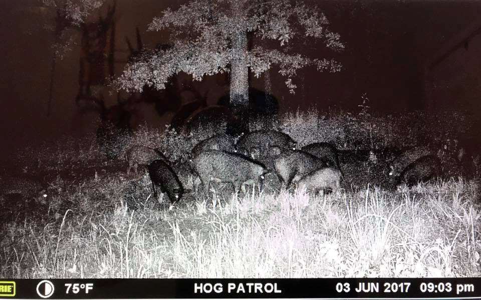 Hunting trips on "Ranch Elkhart Texas" territory - BookYourHunt.com