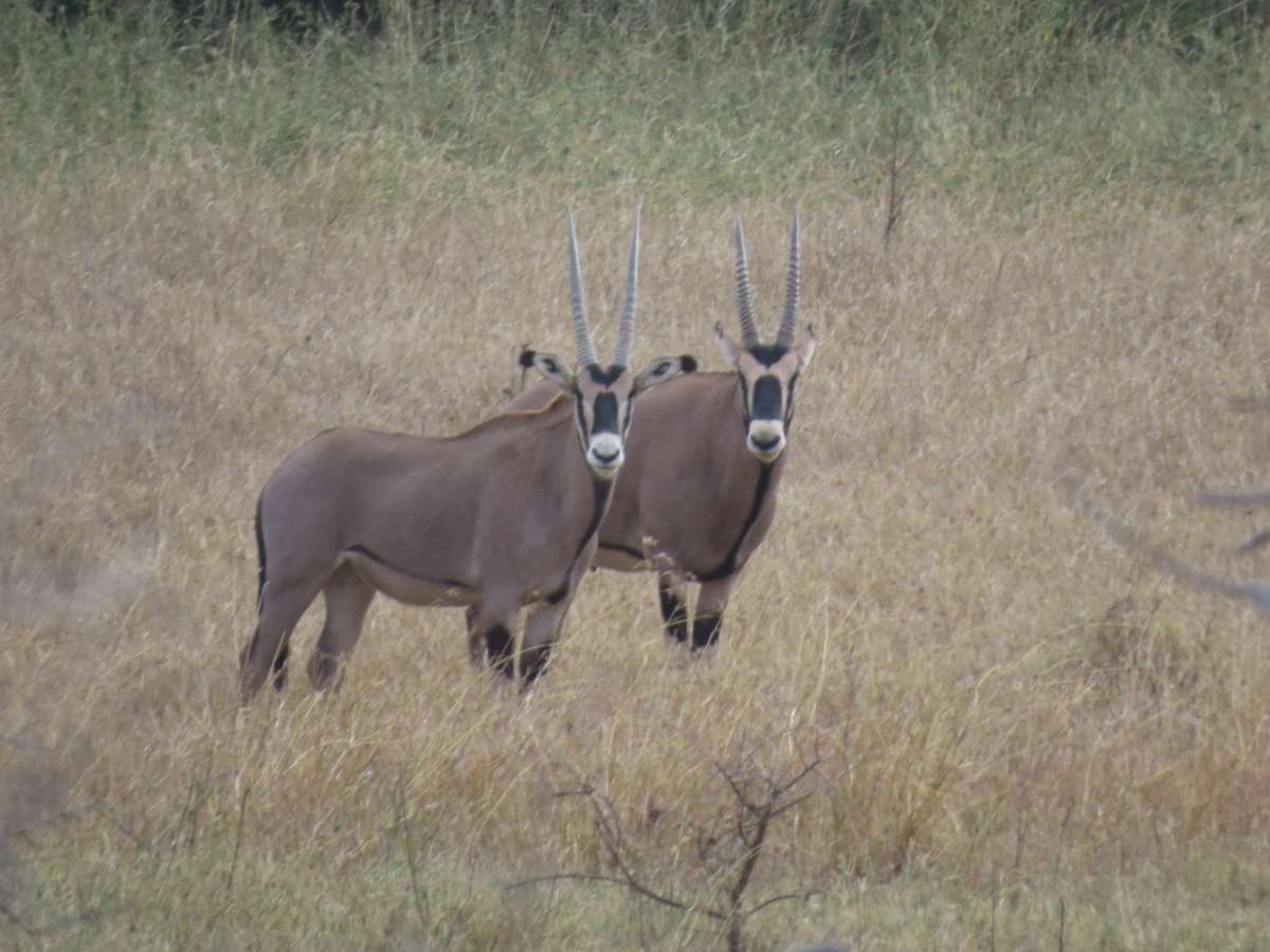 Hunting trips on "Simanjero Masailand" territory - BookYourHunt.com