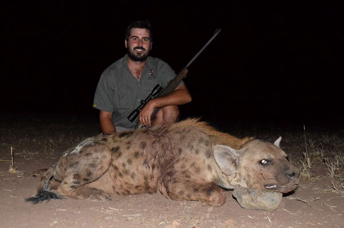 Spotted Hyena Hunting