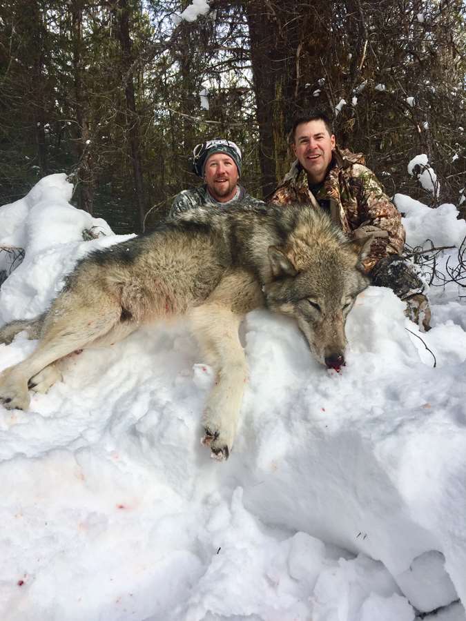 Guided Wolf Hunts