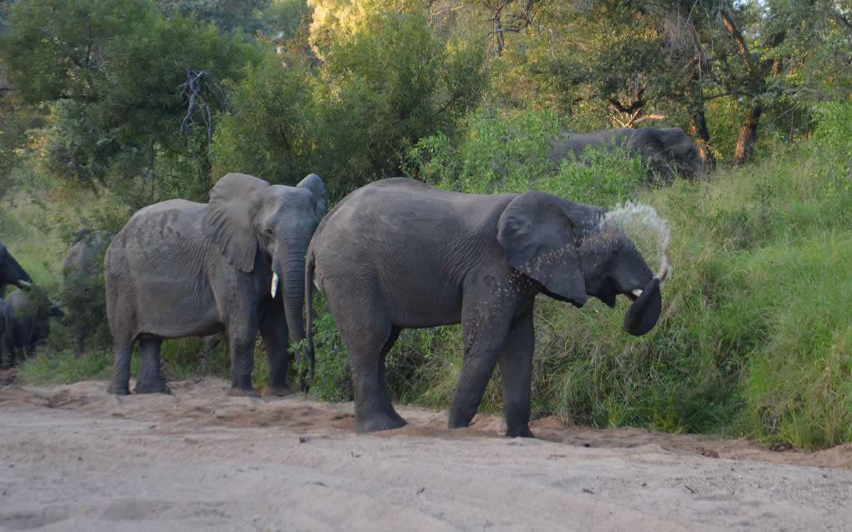 Hunting trips on "Bubye Valley Conservancy" territory - BookYourHunt.com