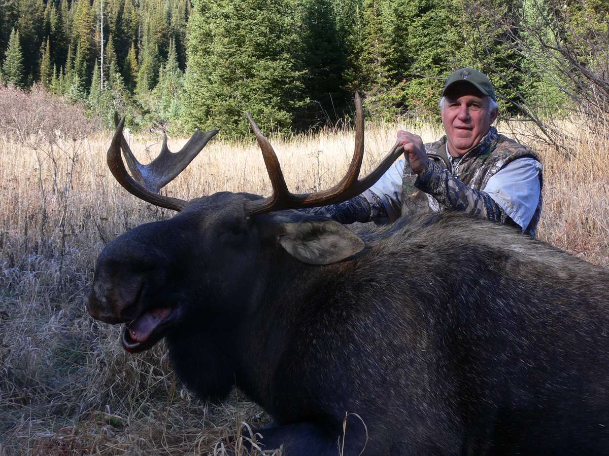 Moose Hunting In Canada License Verification - krownmusicflowers