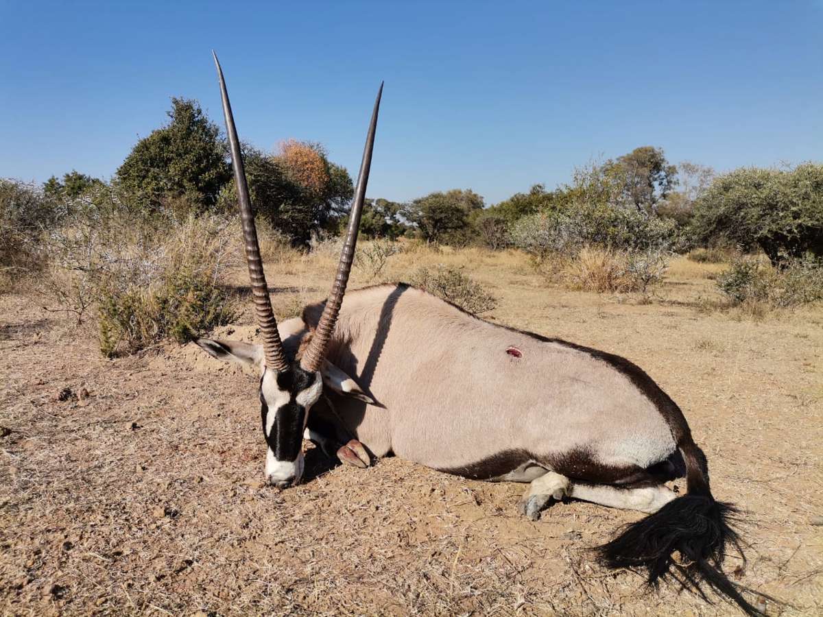 Gemsbok & Kudu Special Package / Gauteng, South Africa - BookYourHunt.com