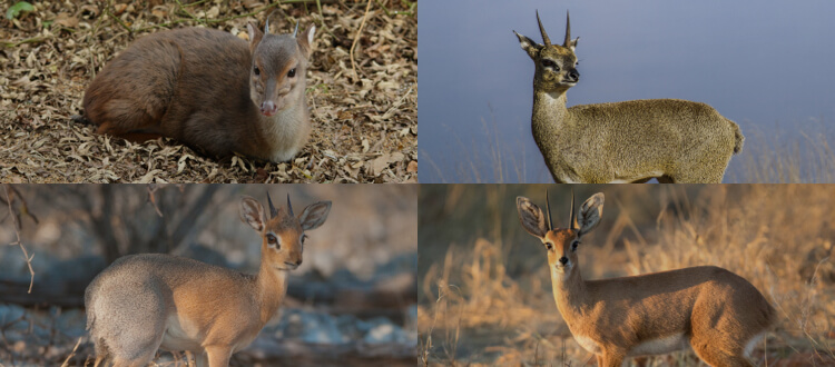 Small Game hunt in South Africa - BookYourHunt.com