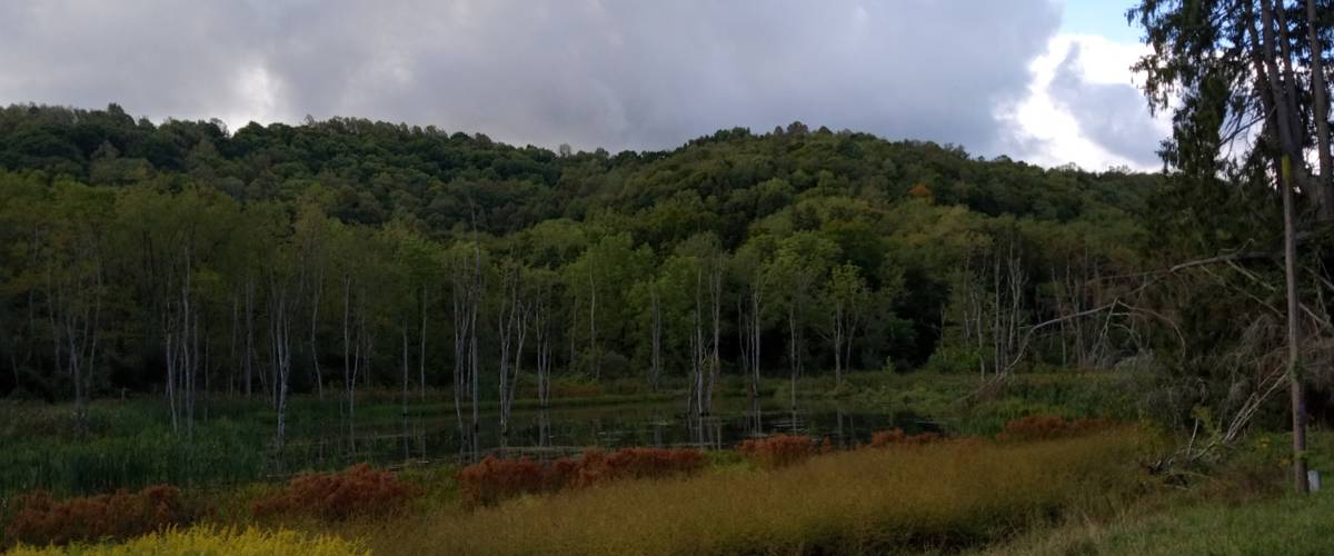 Hunting trips from Old Glory Hunting Preserve - BookYourHunt.com