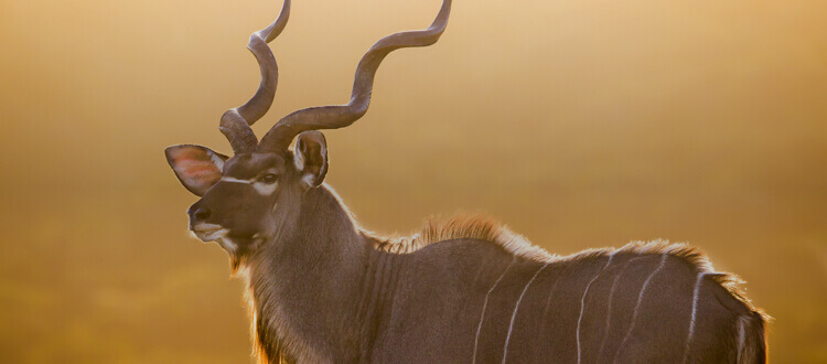 Big Game hunt in Europe - BookYourHunt.com