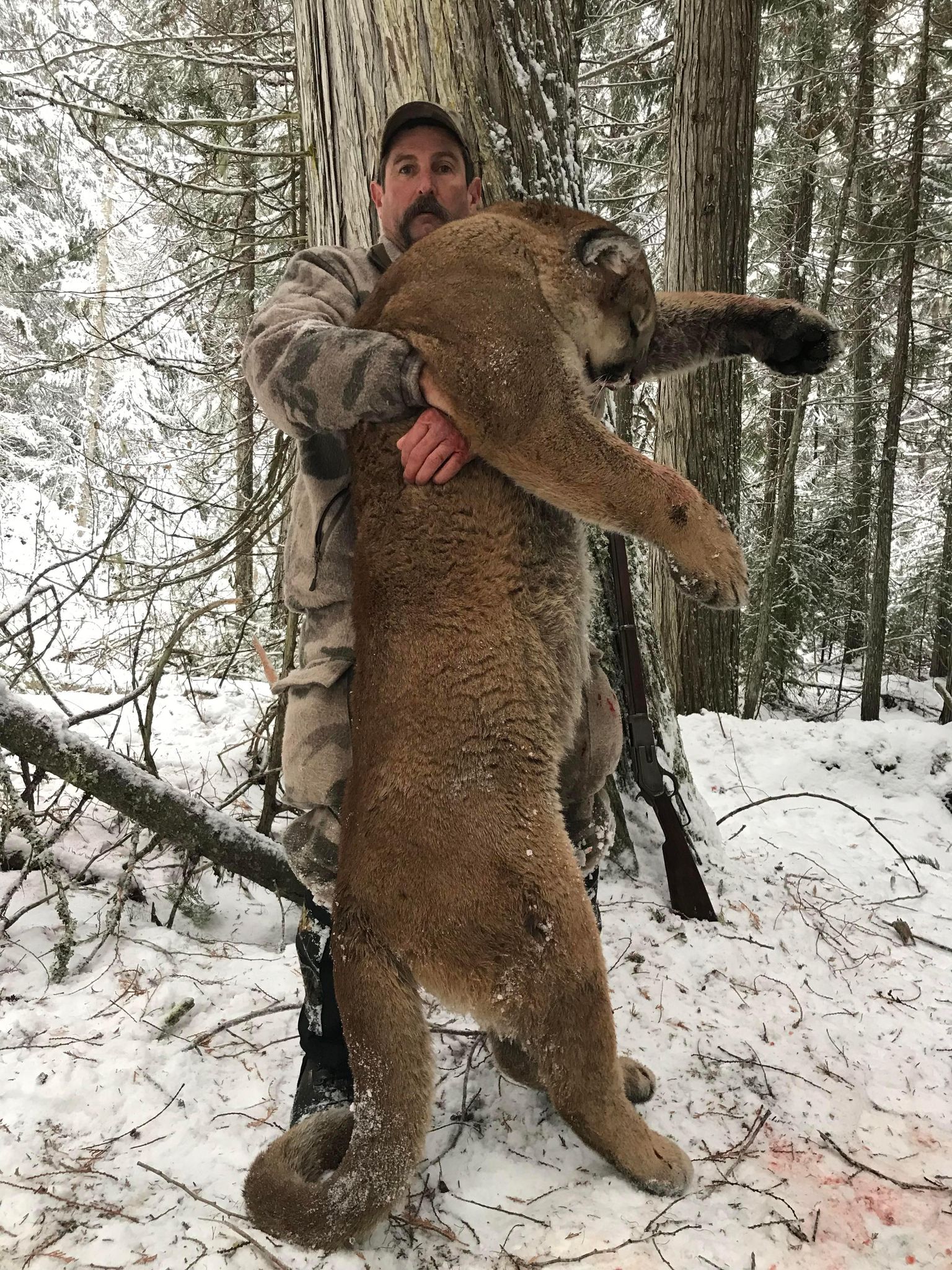 Mountain Lion Trapping Methods