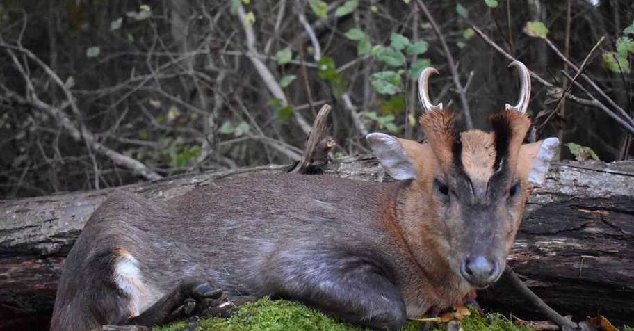 United Kingdom hunting trips - BookYourHunt.com