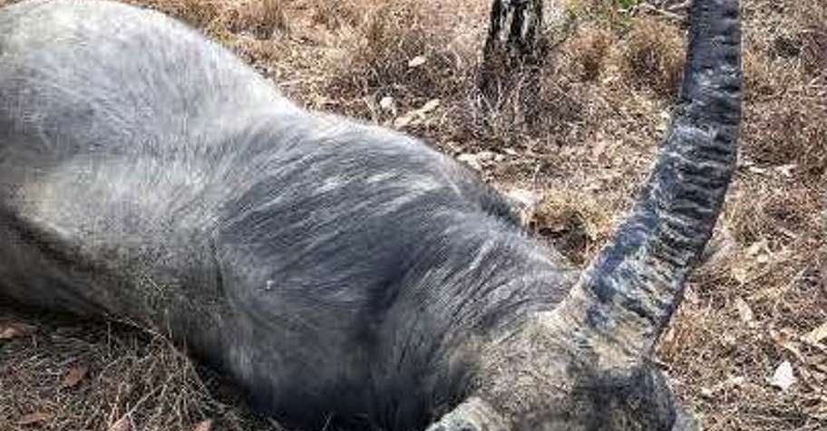 Australia hunting trips - BookYourHunt.com