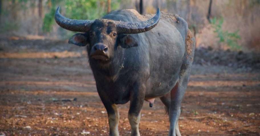 Northern Territory hunting trips - BookYourHunt.com