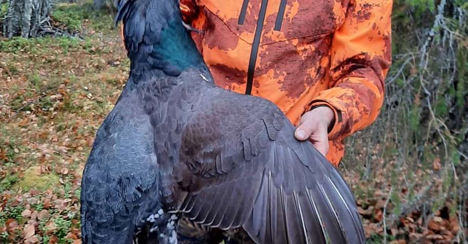 Finland hunting trips - BookYourHunt.com