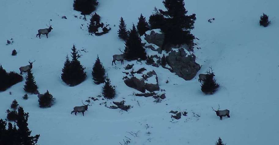 Maral Stag hunting trips - BookYourHunt.com