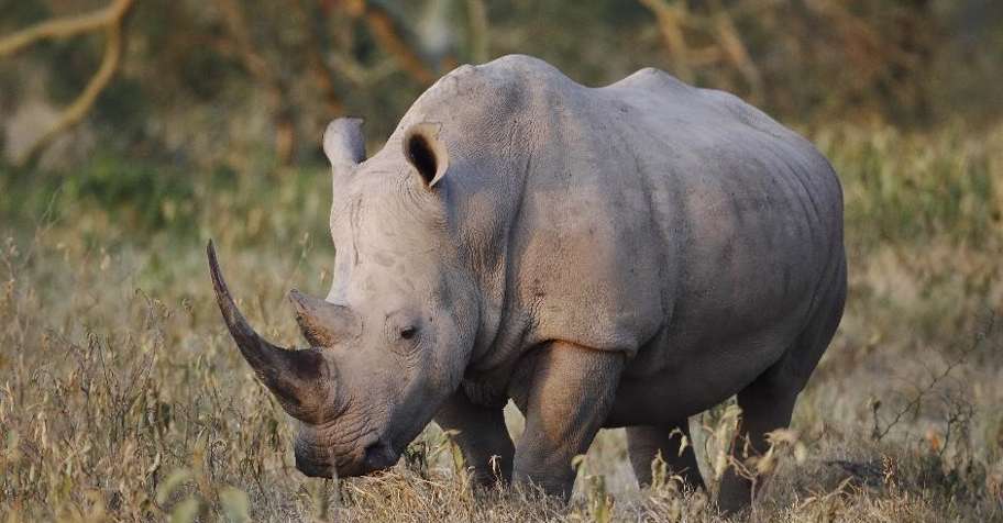 Rhino hunting trips - BookYourHunt.com