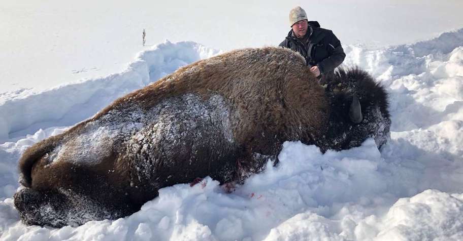 Bison hunting trips - BookYourHunt.com