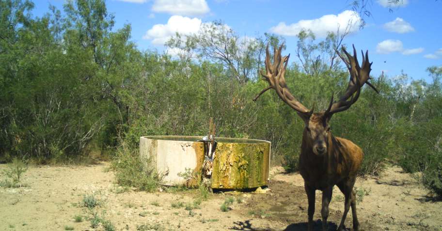 Hunting trips from Reserve Ranch - BookYourHunt.com