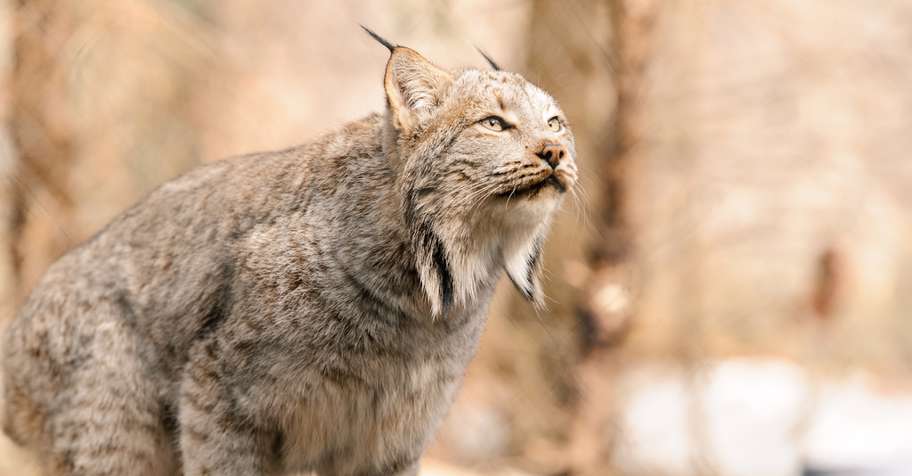 Lynx hunting trips - BookYourHunt.com