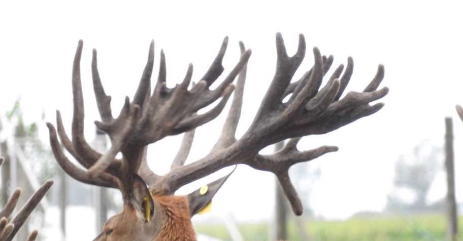 Wild Goat hunting trips - BookYourHunt.com