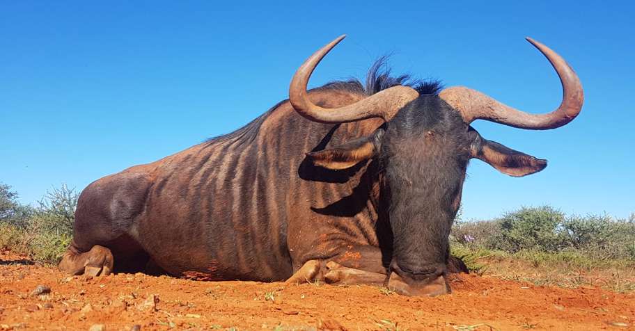Northern Cape hunting trips - BookYourHunt.com