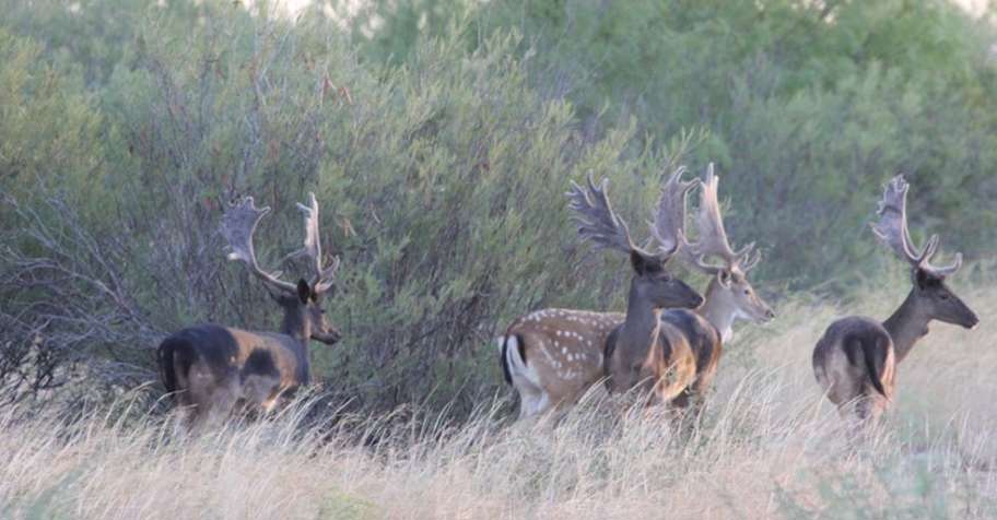 Addax hunting trips - BookYourHunt.com