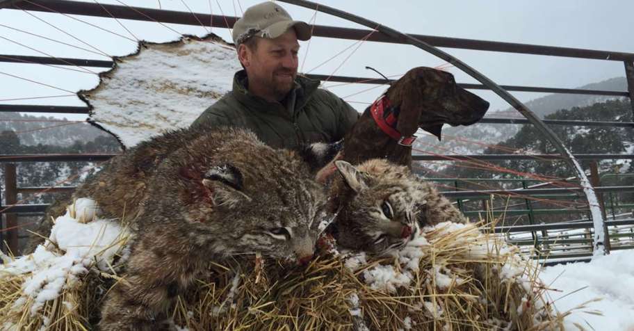 Bobcat hunting trips - BookYourHunt.com