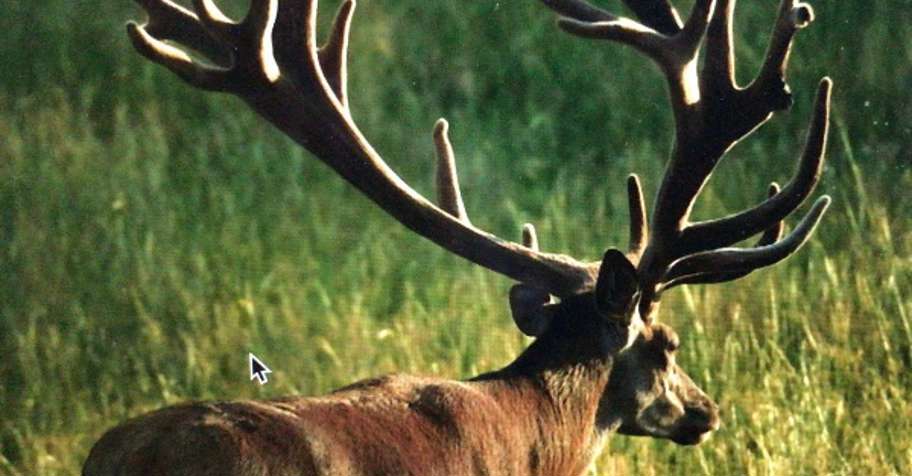 France hunting trips - BookYourHunt.com