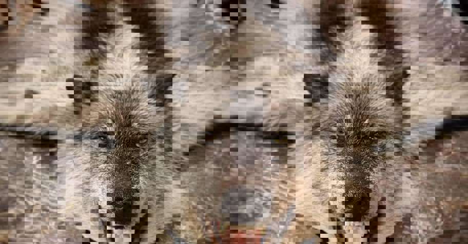 Wolf hunting trips - BookYourHunt.com