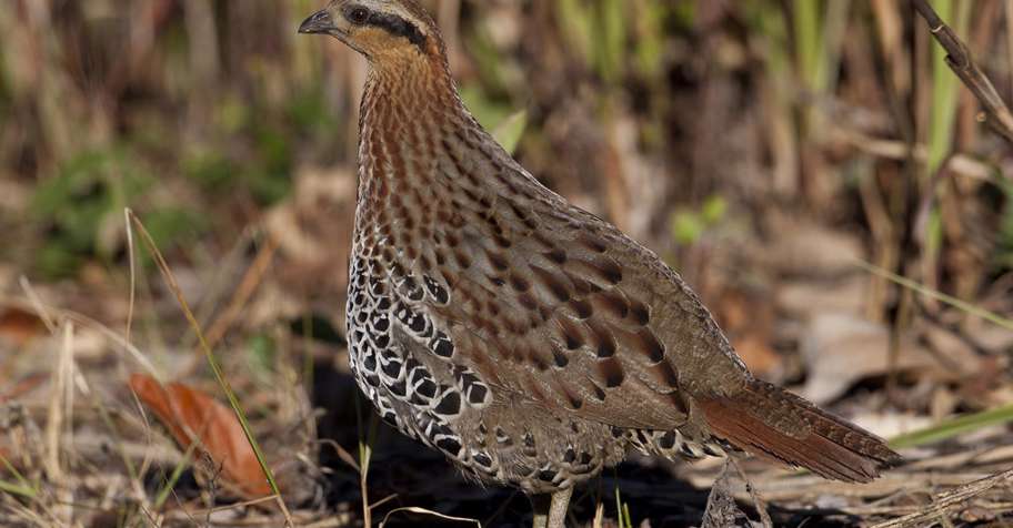 Francolin hunting trips - BookYourHunt.com