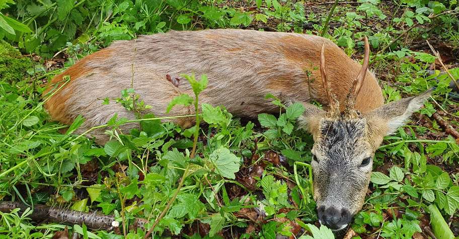 England hunting trips - BookYourHunt.com