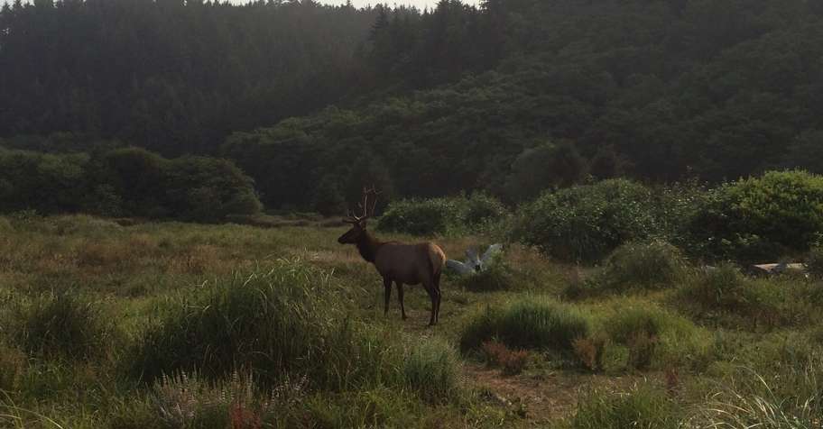 California hunting trips - BookYourHunt.com