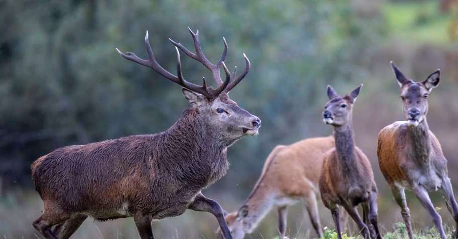 Europe hunting trips - BookYourHunt.com