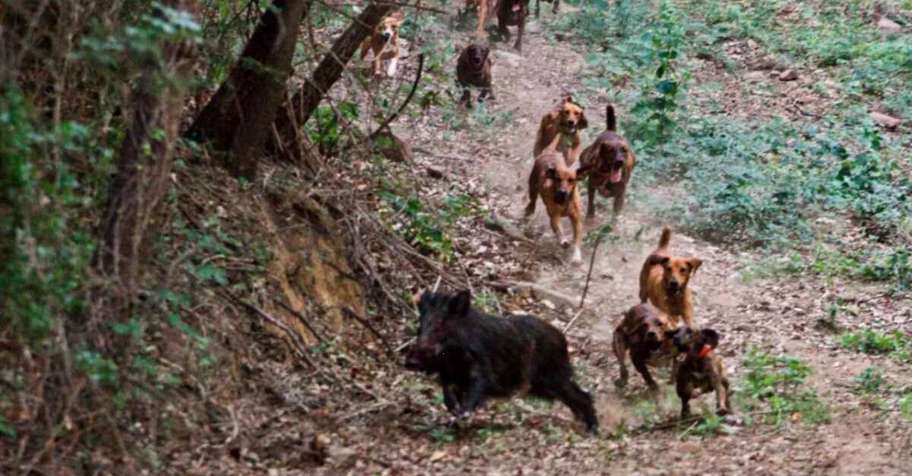 Italy hunting trips - BookYourHunt.com