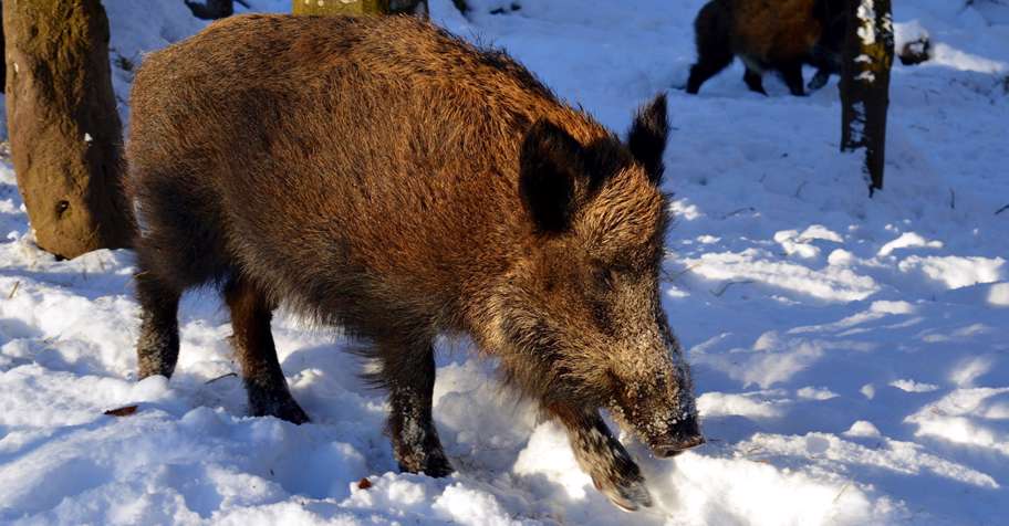 Bulgaria hunting trips - BookYourHunt.com