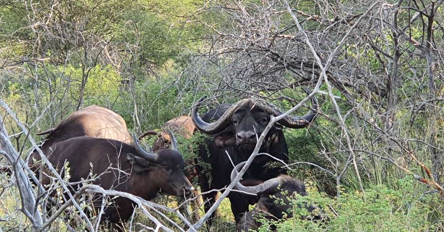 Cape Buffalo hunting trips - BookYourHunt.com