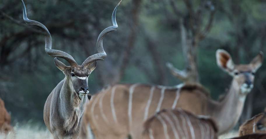 Giraffe hunting trips - BookYourHunt.com