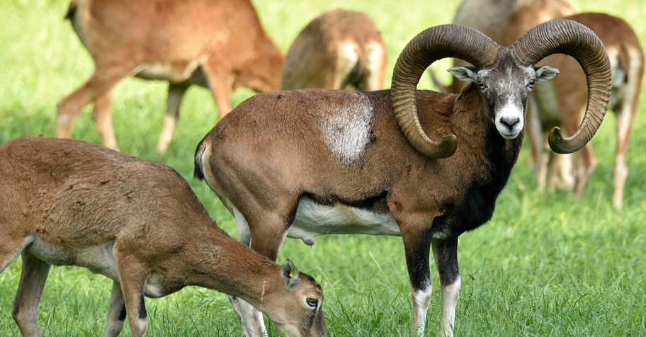 Slovakia hunting trips - BookYourHunt.com