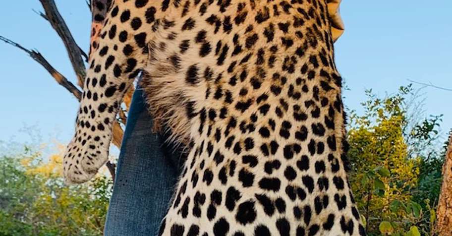 Leopard hunting trips - BookYourHunt.com