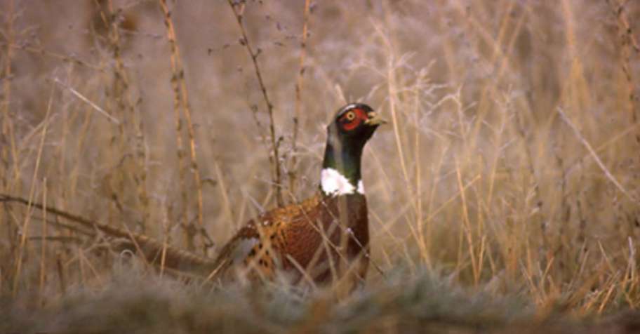 Alabama hunting trips - BookYourHunt.com