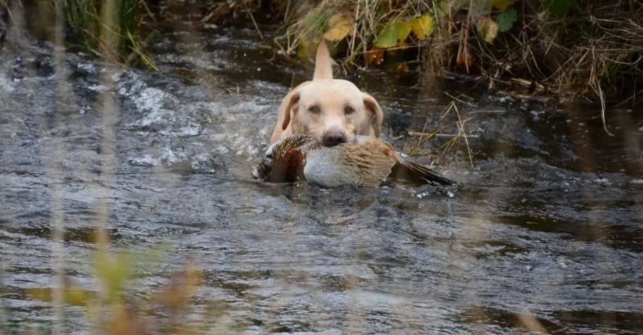 Scotland hunting trips - BookYourHunt.com